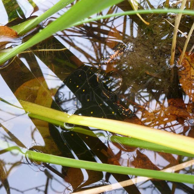 Clemmys guttata: la tortuga moteada: Profundidad del estanque y ...